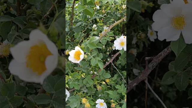 Дикие розы очаровательные!