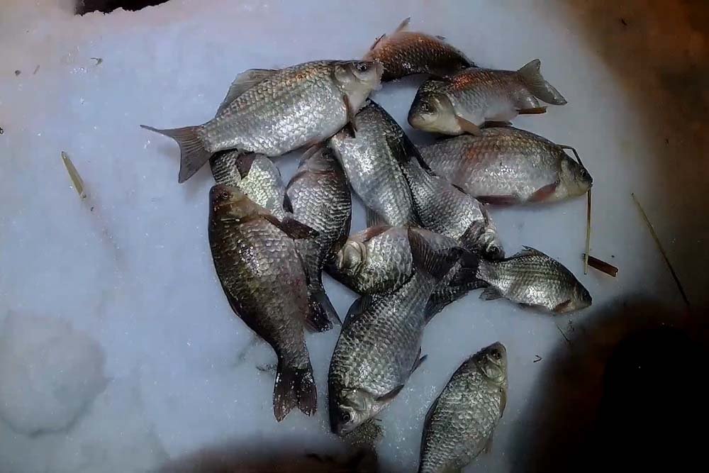 Рыбалка в новом 2022 году. Зимняя рыбалка на карася в палатке.