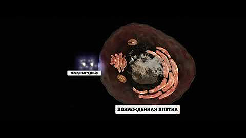 Радикал+Клетка.mp4