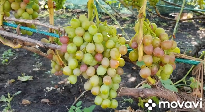 Усыхание гребня и осыпание ягод  винограда.