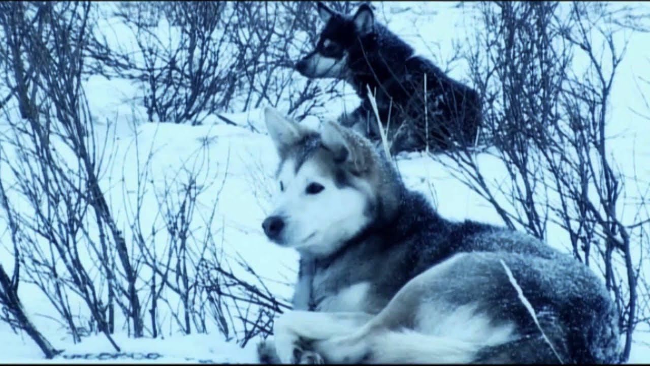 БЕРИНГИЯ 2014