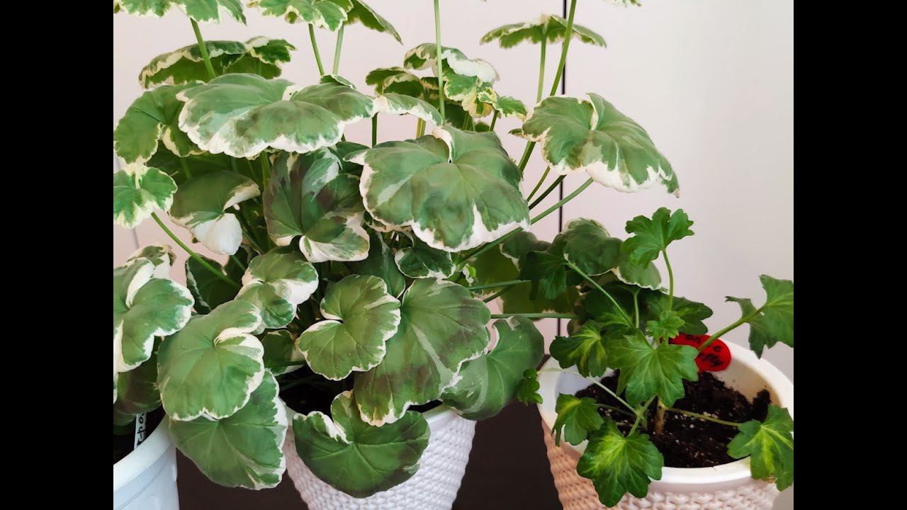 Вынужденная зимняя обрезка пестролистной пеларгонии