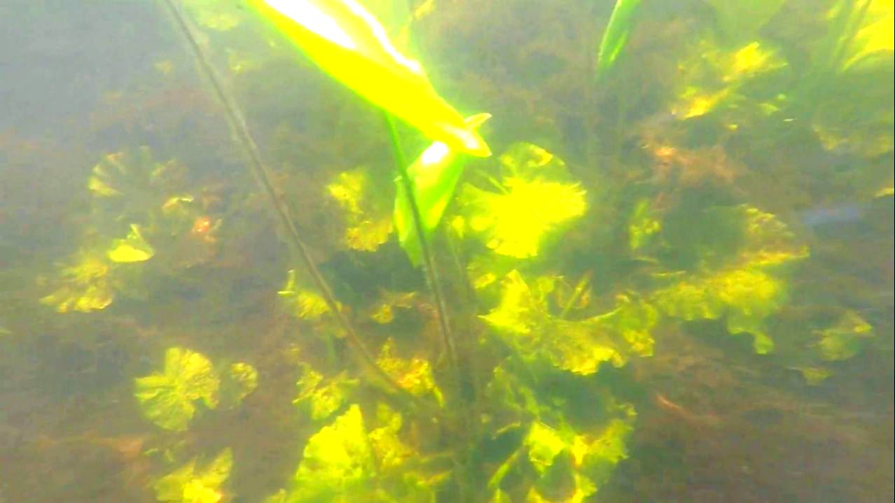 ОЗЕРО ЧЕРНЕНЬКОЕ 2022.06.07