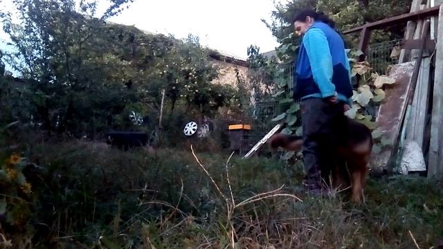 Жасминка, команда "обойди".