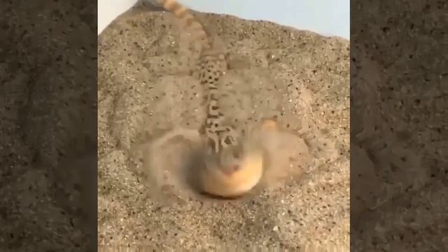 VID_20221224_203528_957.mp4