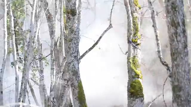 В Севастополе обезвредили 5 авиабомб времён ВОВ 24.11.2017