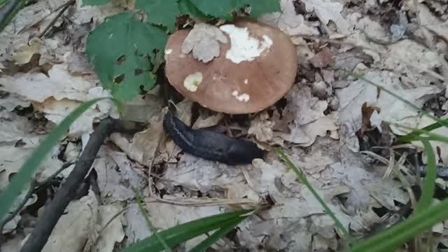 ОТец ищет грибы 19 июля. Огромный слизень и ромашковое поле