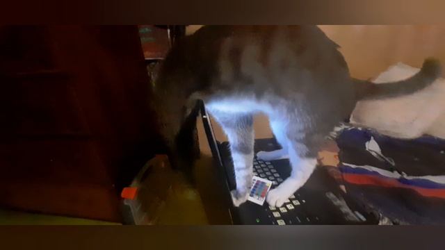 Кот меломан