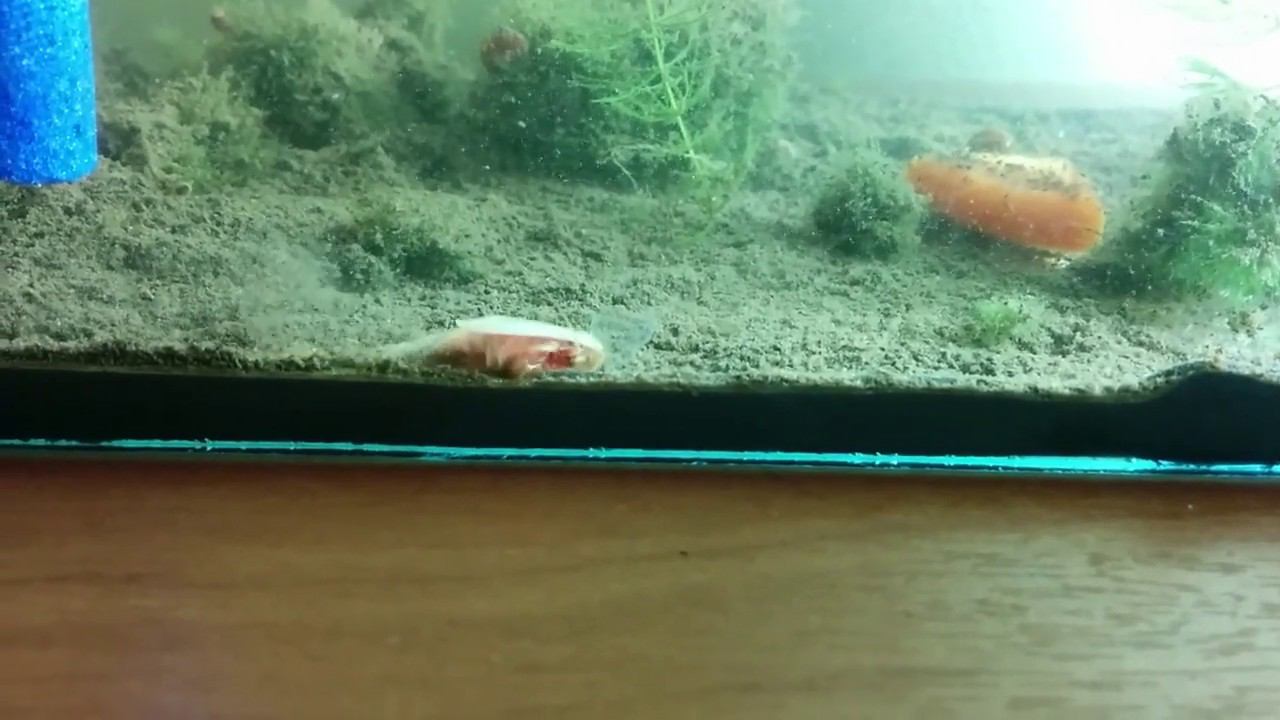 Triops longicaudatus в аквариуме