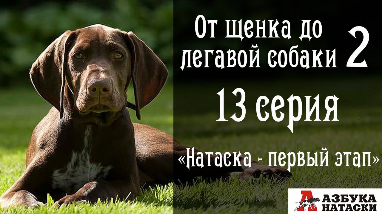 Натаска собаки - первый этап. От щенка до легавой собаки - 13 серия.