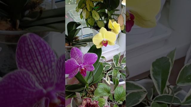 цветочная осень 🥰😍🌹🌹