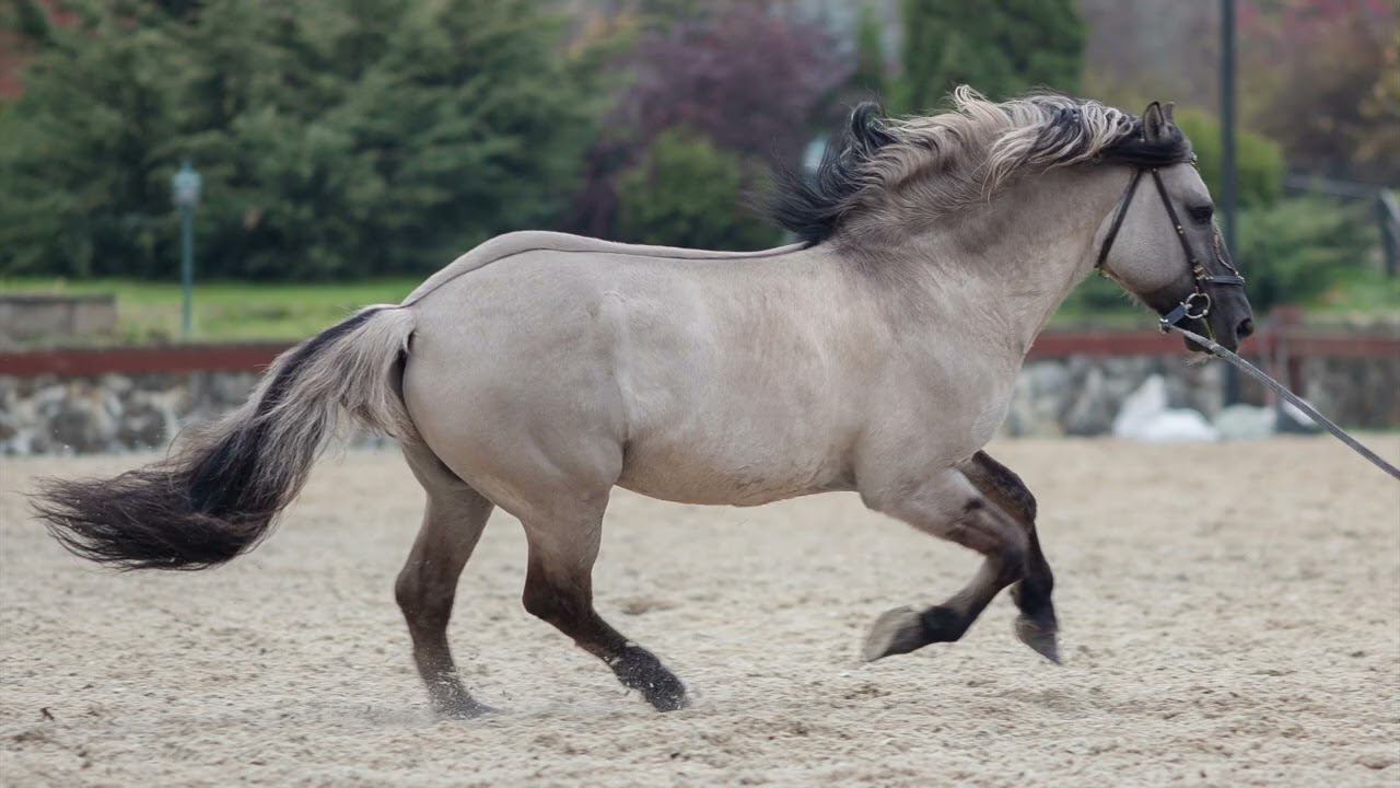 Обзорный ролик всех лошадей 2023