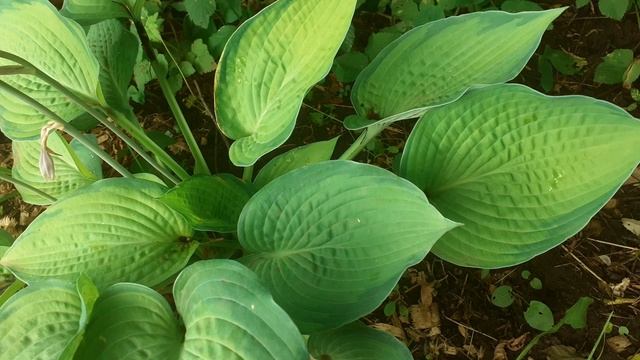 хоста INNISWOOD