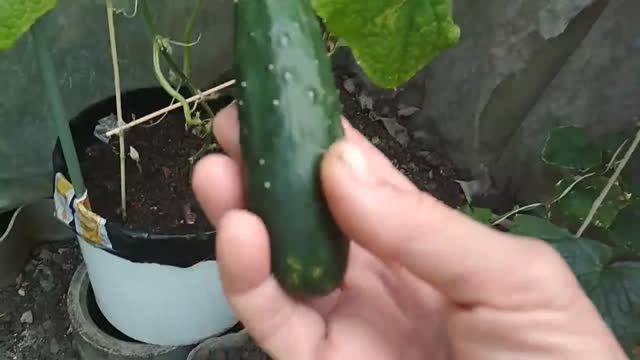 Огурцы выросшие на окне