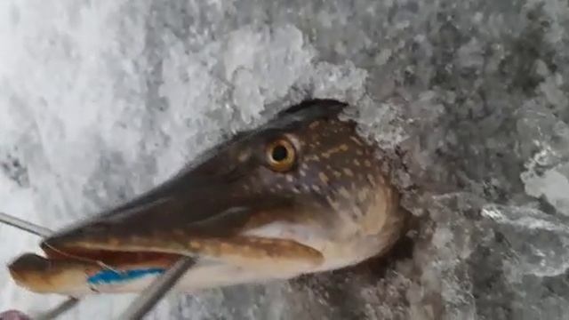 Крупная щука. Не лезет в лунку.