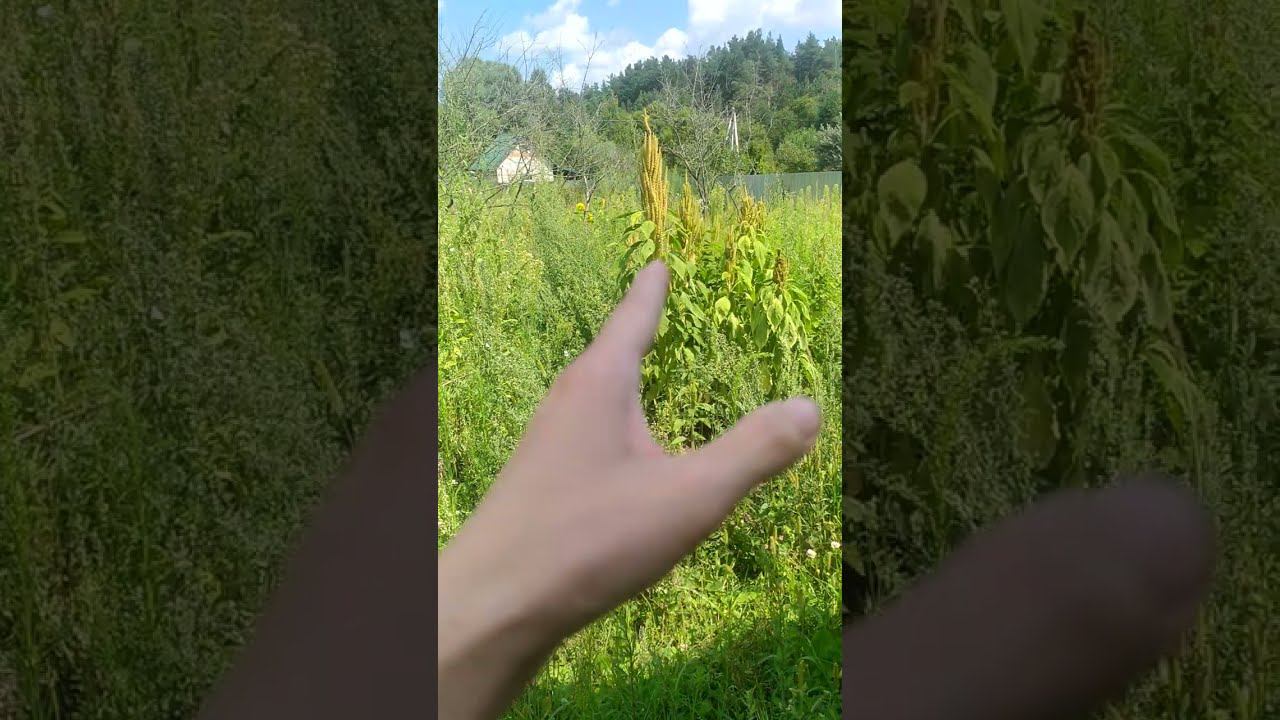 Королевские #грибы на участке. О вредителях. О моем методе #гениального #огорода.