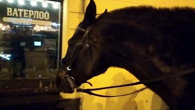 Полночный городской прокат Санкт-Петербурга