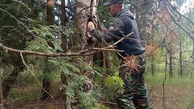 Чага! Новое приспособление в действии! Столько не унести!