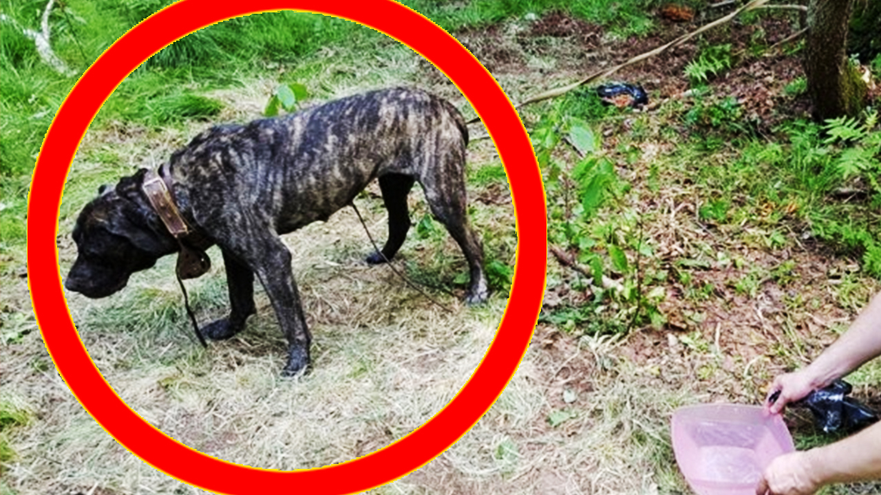 Кто раскроет тайну, почему в лесу к дереву была привязана породистая собака