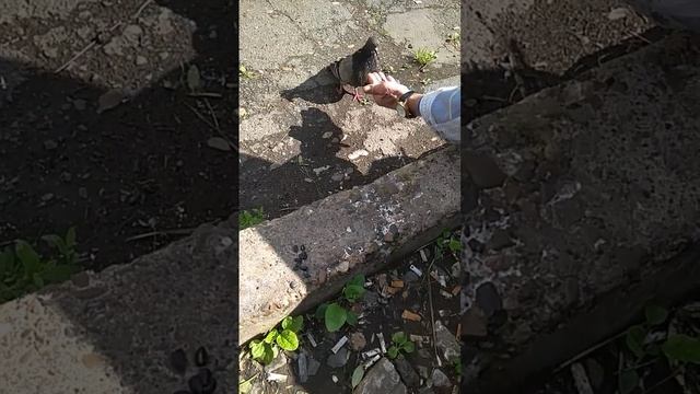 РКТБ.Кормим инвалида голубя семечками с руки.mp4
