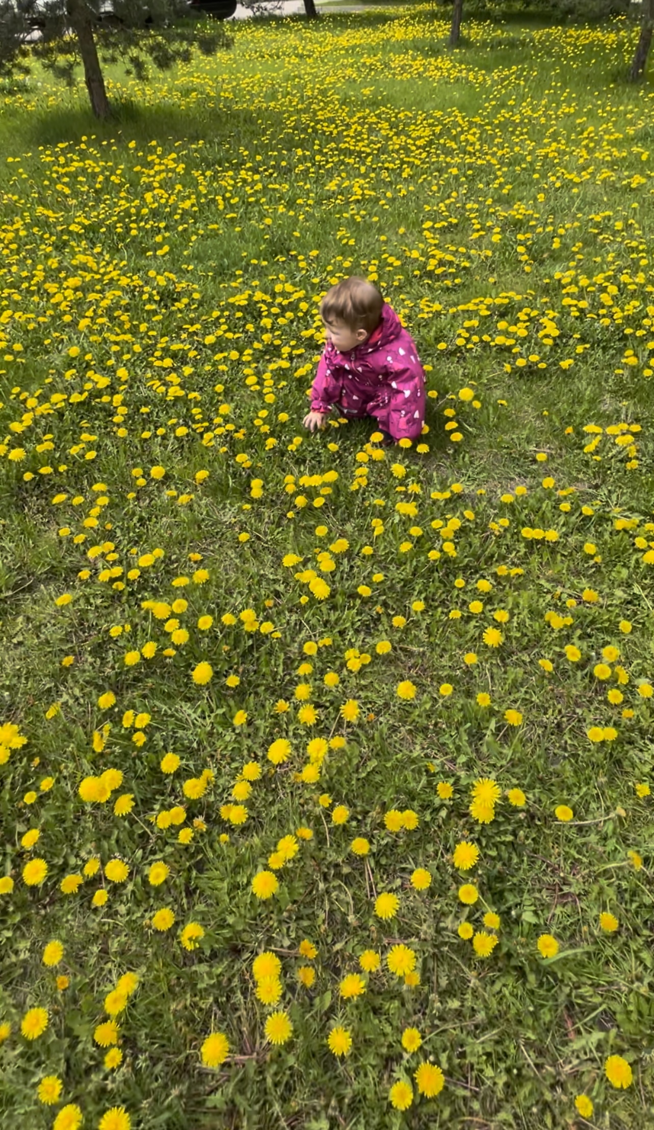 Одуванчики