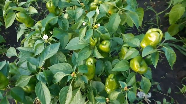 Какие у меня сорта перцев в открытом грунте. 10.07.21.mp4