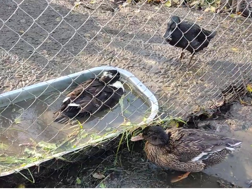 Водные процедуры!