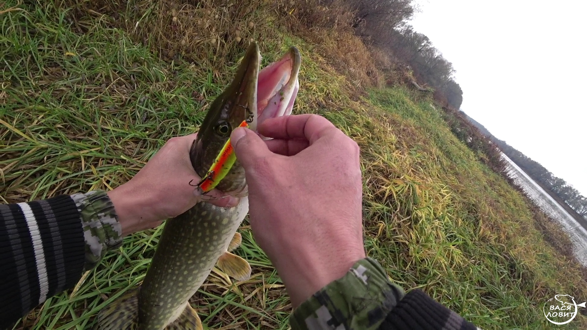 Ловля щуки на спиннинг не р.Дон. Не ожидал такого трофея. (01.11.2020)