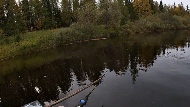 поймал крупных окуней на малой реке.
