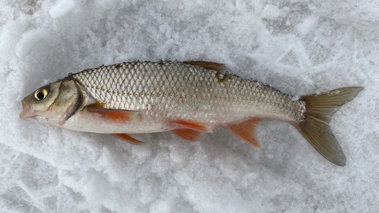 ПОСЛЕДНИЙ ЛЕД ЛОВЛЯ ЧЕБАКА И ПЛОТВЫ.mp4