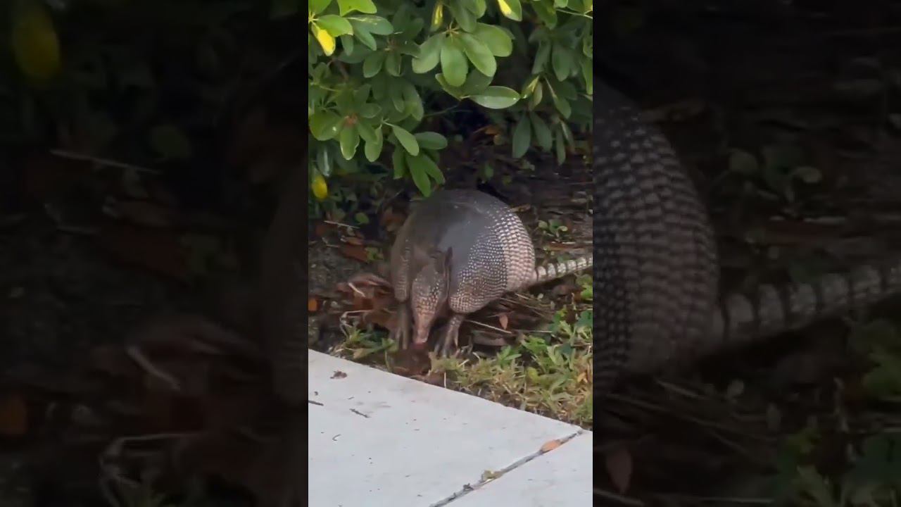 Так броненосец собирает опавшие листья, которые затем использует для строительства своего гнезда.