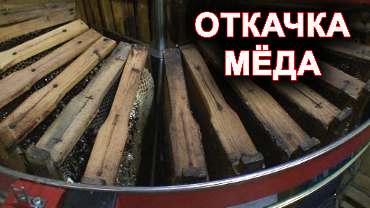 Откачка мёда. майский мёд.