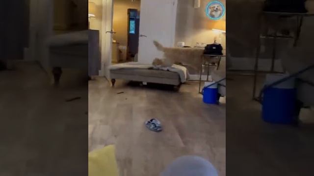 Смешные животные #50.mp4