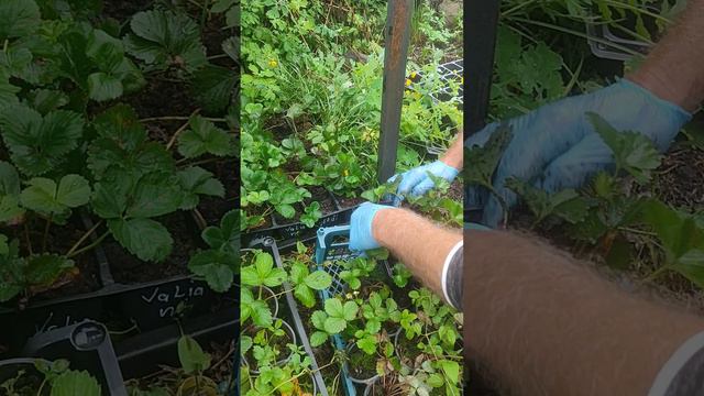 Новая клубника тётушки Ирины