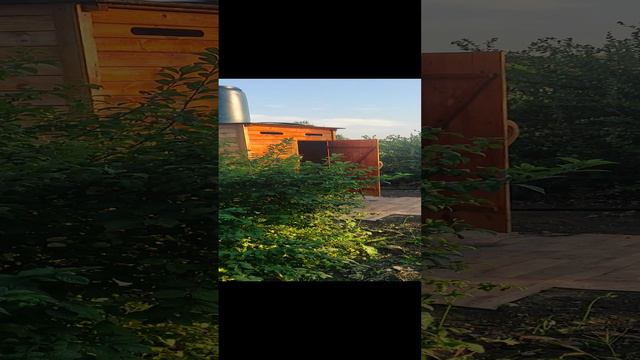 24 августа видео перед празднованием дня рождения , решил запечатлеть летнюю погоду .