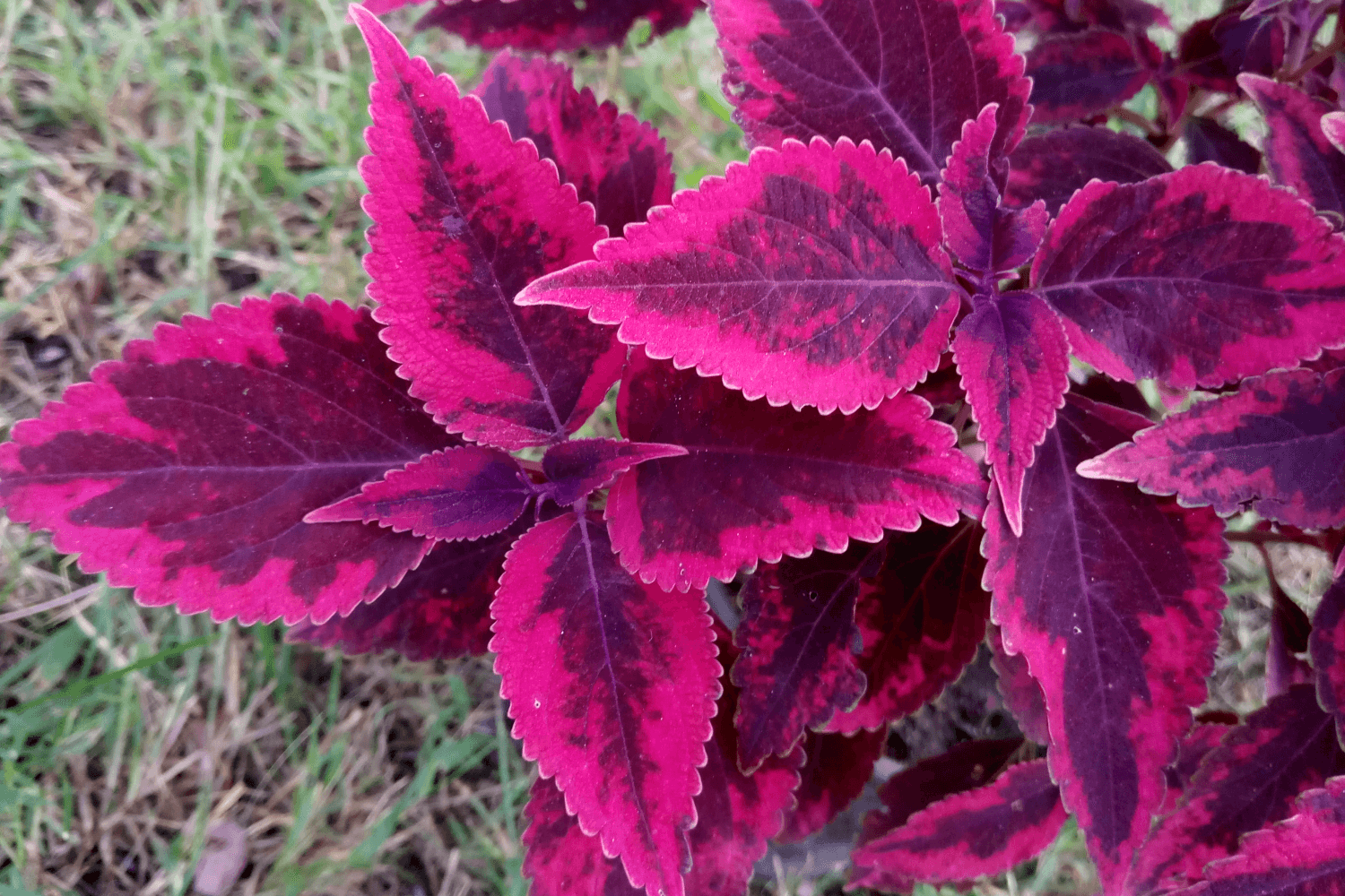 Колеус гибридный "Религиус Редиш" (Coleus hybridus "Religious Radish")
