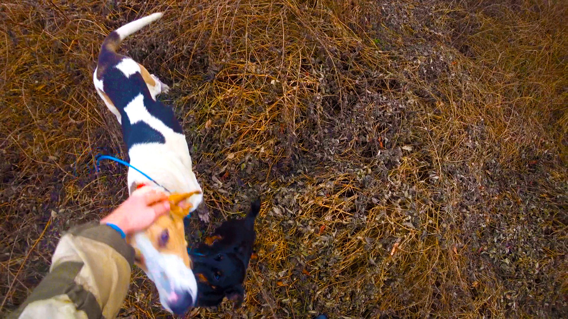 ОХОТА С ГОНЧИМИ ВТОРАЯ ВЫЛАЗКА