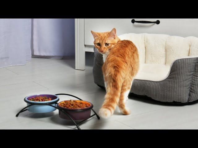 Проблемы с аппетитом. Интереснейшая лекция.