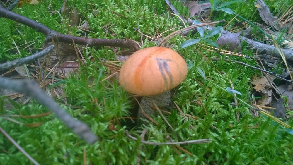 Поход в лес за грибами 07.08.21.mp4