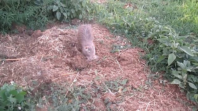 Массаж для нутрии.