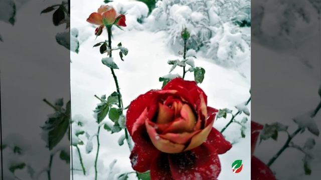 Мы за здоровую страну