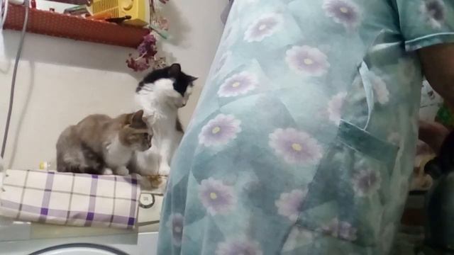 Когда в кухне что то готовлю. Кошки ждут.