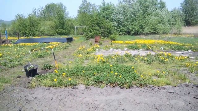 Подготовка почвы под закладку нового маточника.