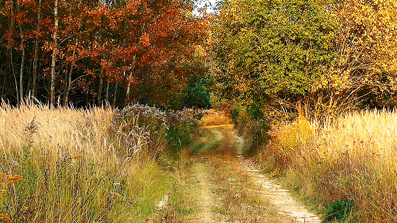 Золотая осень. Голоса птиц. Живописные пейзажи. Звуки живой природы.