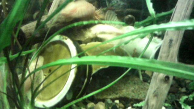 Драка самцов Анцитрусов часть 1_20180207