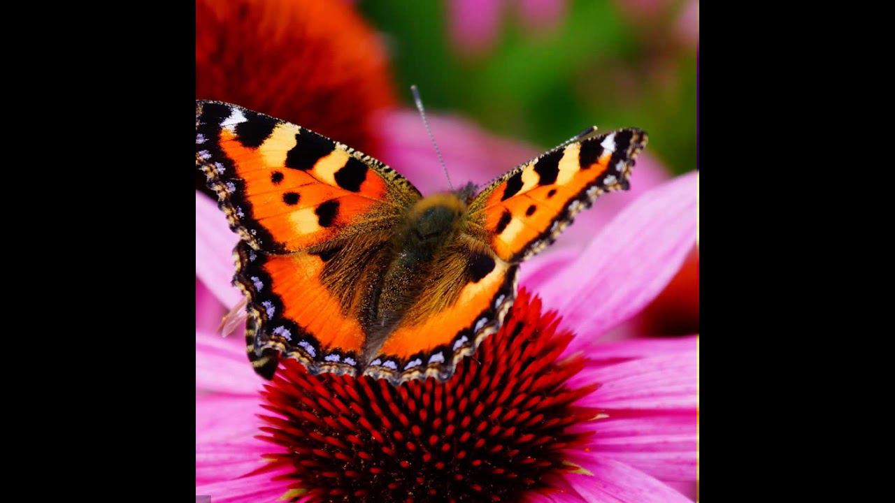 16 Лунные Сутки.