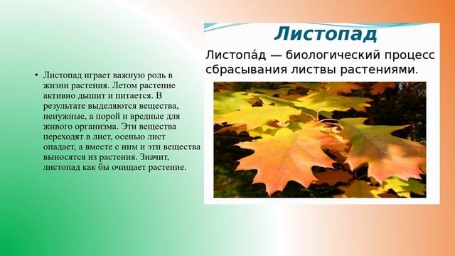 Листопад и его значение биология 7 кл.mp4