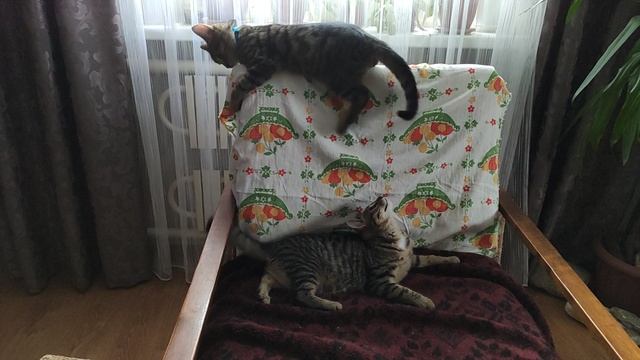 Корс и Сита. Игра и Жизнь. Но сначала Игра!