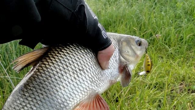 советы как поймать язя