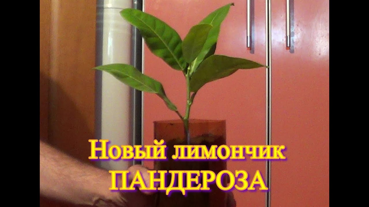 Укоренение лимона воздушным отводком.